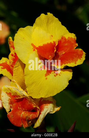A closeup shot of blooming small orange daisies on a field Stock Photo ...