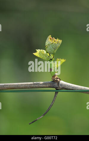 Cluster of grape buds on vine in spring, shortly before flowering Stock ...