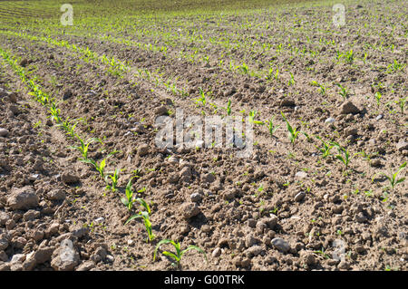 maize field in springtime Stock Photo - Alamy