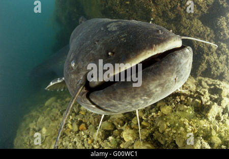 Wels Catfish Underwater Stock Photo - Alamy