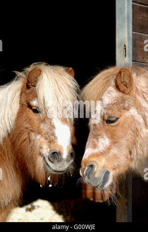 Two old Shetland ponies Stock Photo - Alamy