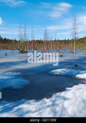 Russian forest in early spring. Shallow depth-of-field Stock Photo - Alamy