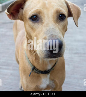 Big dog on street outdoor Stock Photo - Alamy