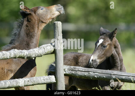 German Riding Pony Foal Stock Photo - Alamy