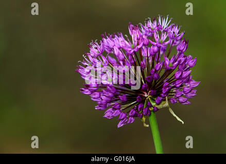 Ornamental Onion (Allium aflatunense). Inflorescence Detail Closeup ...