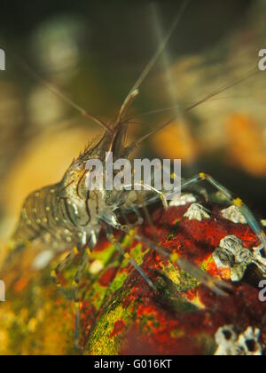 Prawn in a rock pool Stock Photo - Alamy