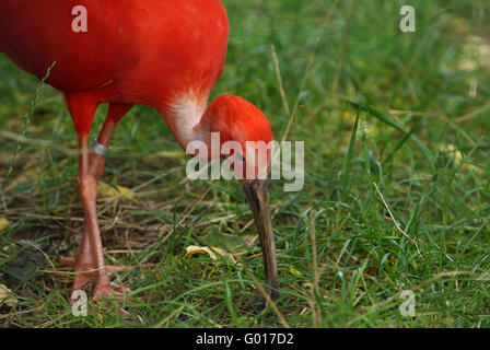 A closeup of an Ibis, Threskiornithinae with a long beak walking on a ...