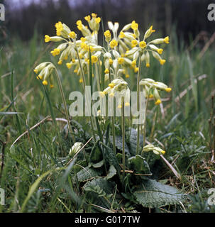 Coucou flowers, Officinale primrose (Primula veris), Plateau du Retord ...