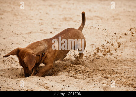 pug dog - puppy digging a hole in the sand Stock Photo - Alamy
