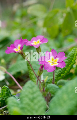 Spring pink flowers (Primula vulgaris) in the forest Stock Photo - Alamy