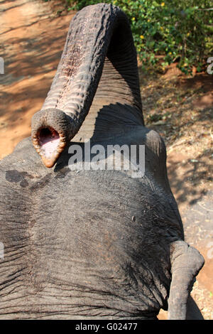 Head of an elephant with upturned trunk. Riding the elephant Stock ...