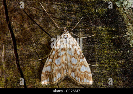 Brown China-mark moth (Elophila nymphaeata) resting on rushes beside a ...