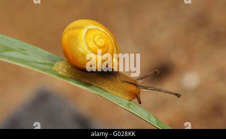 Yellow Apple Snail Stock Photo - Alamy