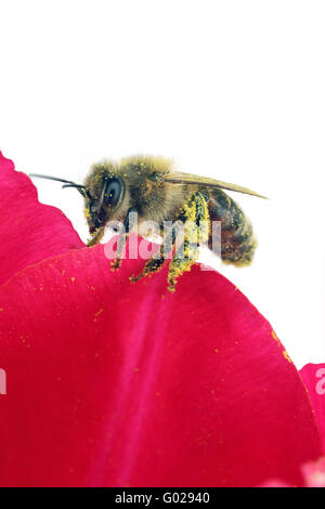 The bee who has been stuck round by pollen. The white background is ...