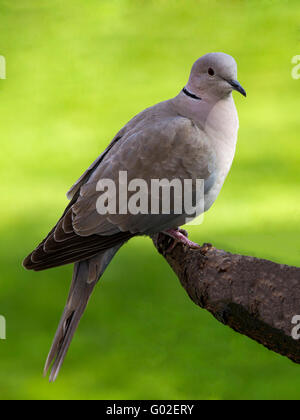 A Eurasian collared dove perched on a white wall against a cloudy blue ...