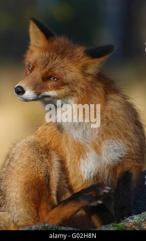 Red fox (Vulpes vulpes) The red fox is native to most of Europe, Asia ...