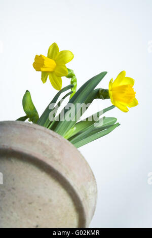 Close-up of blossoming daffodils in sunlight; Oregon, United States of ...