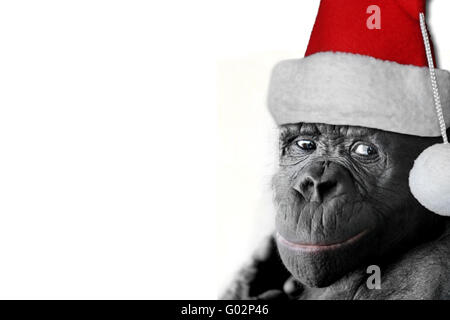 Merry Christmas a funny chimpanzee monkey wearing a elf hat isolated on ...