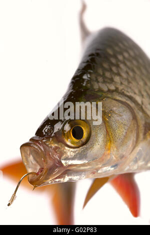 Freshwater fish, rudd, common roach or red lead (Scardinius ...