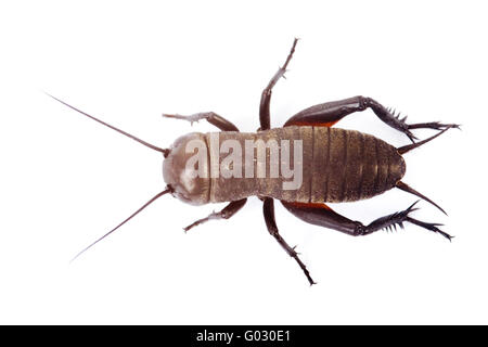 Field cricket insects close-up. Grig head with eyes. Macro Stock Photo ...