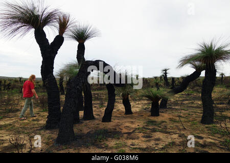 Eerie landscape of Wanagarren Nature Reserve after fire and rain, near ...