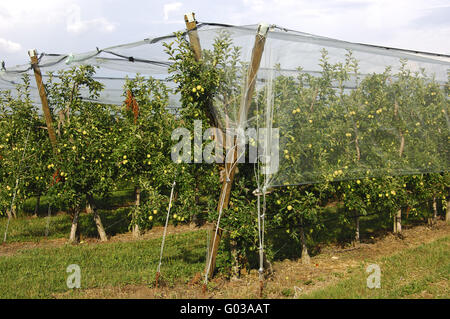 A Swiss apple orchard with hail protection nets. A crab apple pollen ...