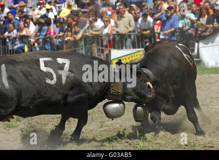 Combat of queens, Swiss cow fighting, cow fighting arena Aproz, Valais ...