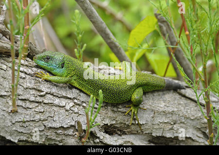 Western Green Lizard Stock Photo - Alamy