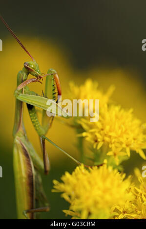 Mantises (Mantodea) Insecta Stock Photo - Alamy