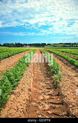 Lines of green vegetables in a farm field Stock Photo - Alamy