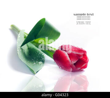 fresh tulips on white background Stock Photo - Alamy
