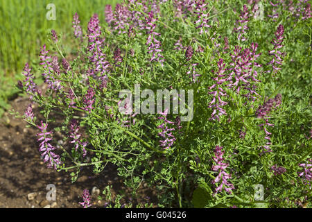 Fumaria officinalis Medicinal plant common fumitory drug fumitory Stock ...