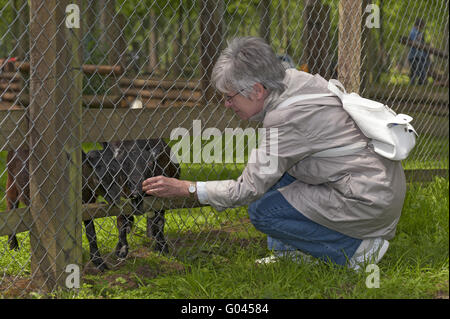 Elderly lady feeding goats in the game enclosure Stock Photo - Alamy