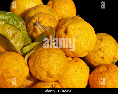 Wild Australian Native Bush Lemons Stock Photo - Alamy