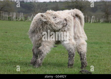 HEAD SHOT OF HIGHLAND CROSS CATTLE Stock Photo - Alamy