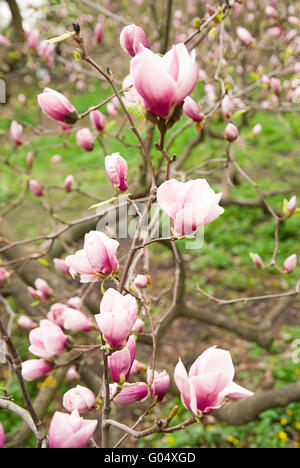 Magnolia blossoms in spring on a sunny day Stock Photo - Alamy