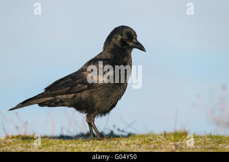 The northwestern crow (Corvus caurinus) is an all-black passerine bird ...