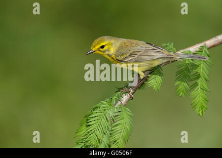 Prairie Warbler (Setophaga discolor) perching in blossoming tree, Long ...