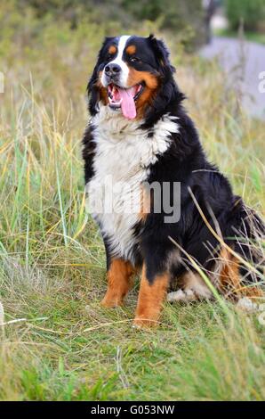 A happy and relaxed Bernese Mountain Dog surrounded by yellow and ...