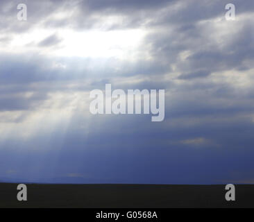 Rays of light falling through a majestic green tree and wafts of mist ...