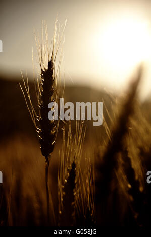 Bright dawn over corn field. Agriculture background Stock Photo - Alamy