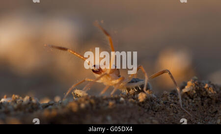 Sun spider Galeodes caspius Stock Photo - Alamy