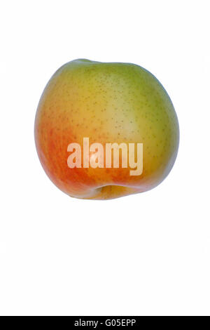 Ginger gold apple (Malus domestica Ginger Gold). Hybrid between Golden ...
