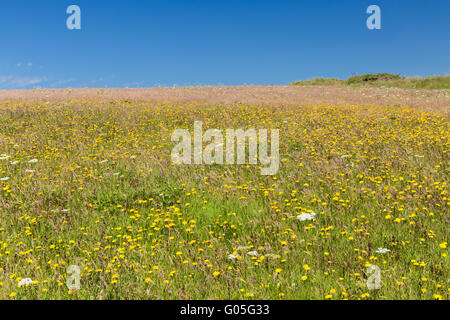 Wild Flower meadow in Wales U.K Stock Photo - Alamy
