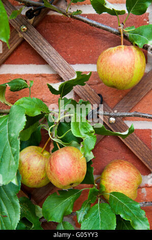 delicious biological apple growing on the backyard garden wall (no ...