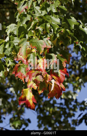 yellow leafed maple and blue sky reflected in the virgin river zion ...