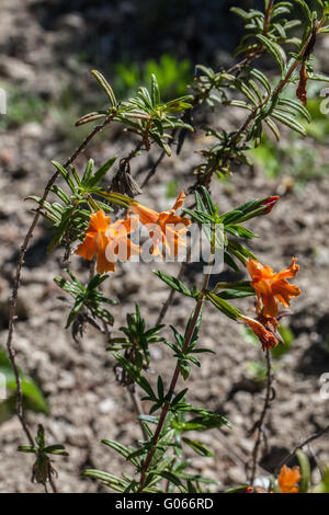 Orange Mimulus Aurantiacus (Bush Monkey Flower) grown at RHS Garden ...