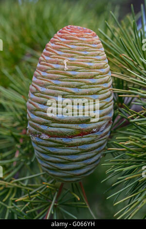 Deodar cedar cone Stock Photo - Alamy