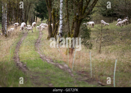 Eisfeld, Germany. 29th Apr, 2016. The 'Kolonnenweg' marks the former ...