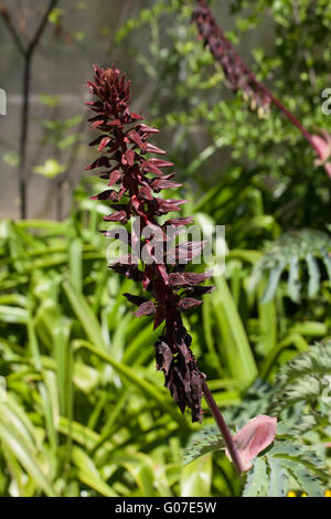 Honey Flower, Melianthus major, Melianthaceae. Aka Giant Honey Flower ...